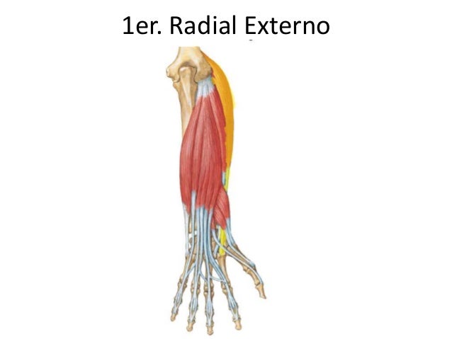 Músculos de antebrazo