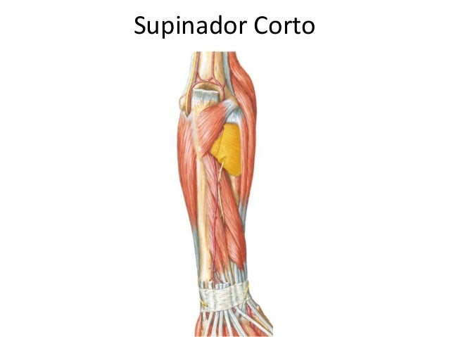 Músculos de antebrazo