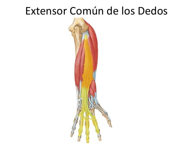 Músculos de antebrazo