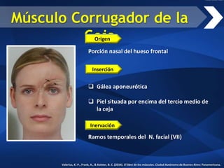 Músculos de cara y examen manual muscular | PPTX