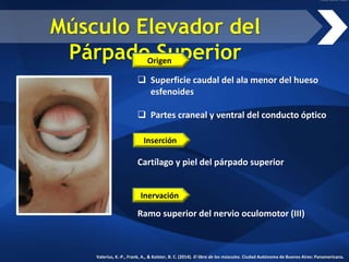 Músculos de cara y examen manual muscular | PPTX
