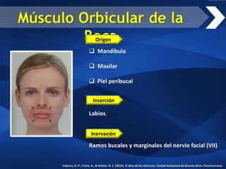 Músculos de cara y examen manual muscular | PPTX