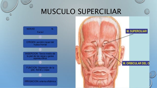 Músculos de cráneo, cara y cuello