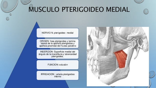 Músculos de cráneo, cara y cuello