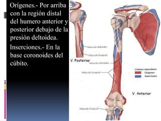 Músculos del brazo | PPTX