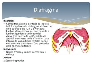 Músculos del abdomen | PPTX