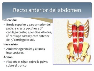 Músculos del abdomen | PPTX