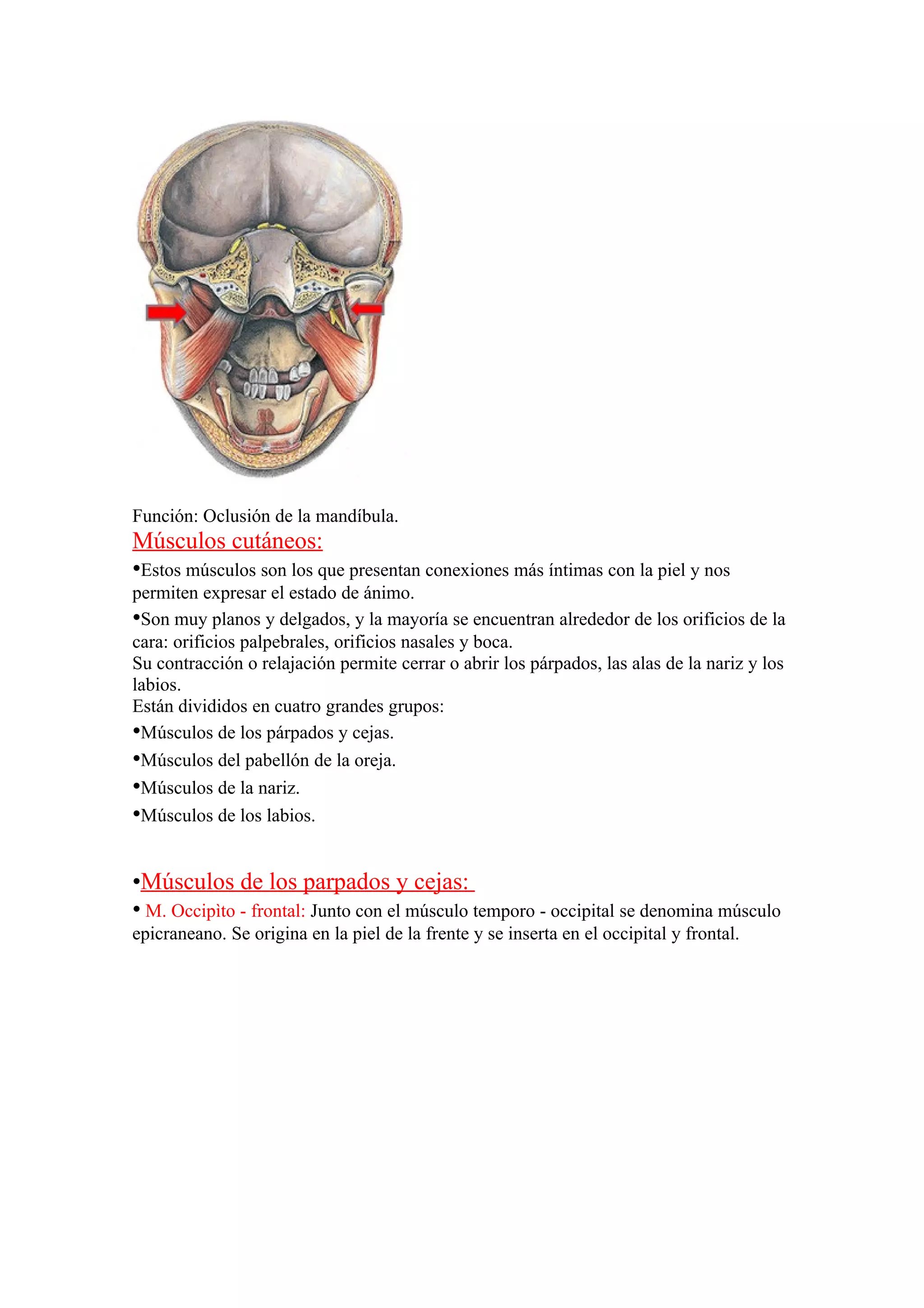 MúSculos De La Cabeza | DOC