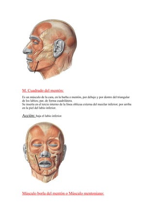 MúSculos De La Cabeza | DOC