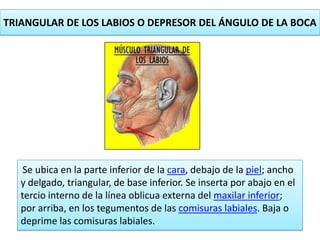 Músculos de la cabeza | PPTX | Ear, Nose and Throat Conditions ...