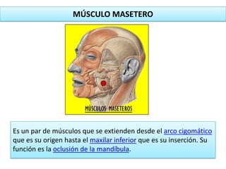 Músculos de la cabeza | PPTX