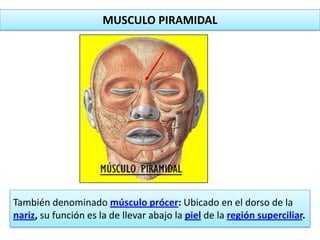 Músculos de la cabeza | PPTX