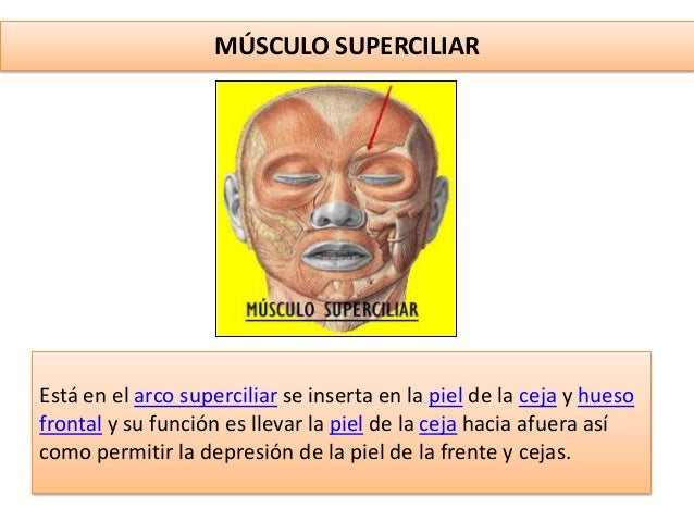 Músculos de la cabeza