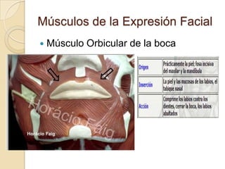 Músculos de la cabeza | PPTX