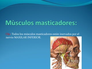 Músculos de la cabeza | PPT