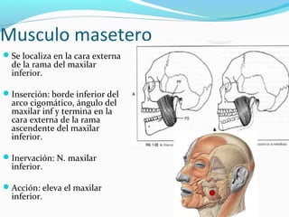 Músculos de la cabeza | PPT