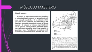 Músculos de la cabeza/masticadores. MVZ. | PPTX