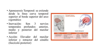Músculos de la cabeza | PDF