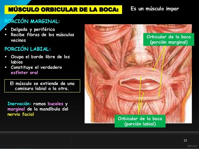 Músculos de la cabeza