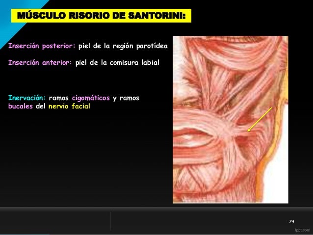 Músculos de la cabeza