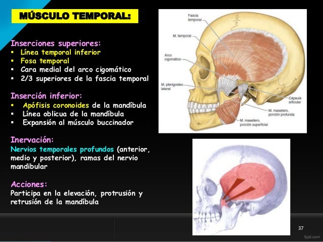 Músculos de la cabeza
