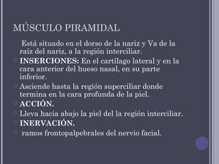 Músculos de la cabeza (1) | PPT