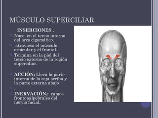 Músculos de la cabeza (1) | PPT