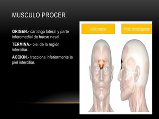 MÚSCULOS DE LA CABEZA Y CUELLO explicacion | PPTX