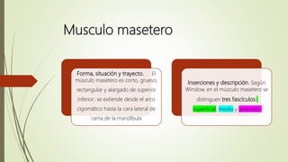 Músculos de la masticacion | PPTX