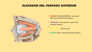 Músculos de la cabeza y cuello.pptx