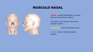 Músculos de la cabeza y cuello.pptx