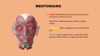 Músculos de la cabeza y cuello.pptx