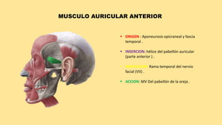 Músculos de la cabeza y cuello.pptx