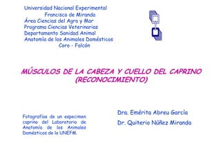Músculos de la cabeza y cuello del caprino (reconocimiento) | PDF