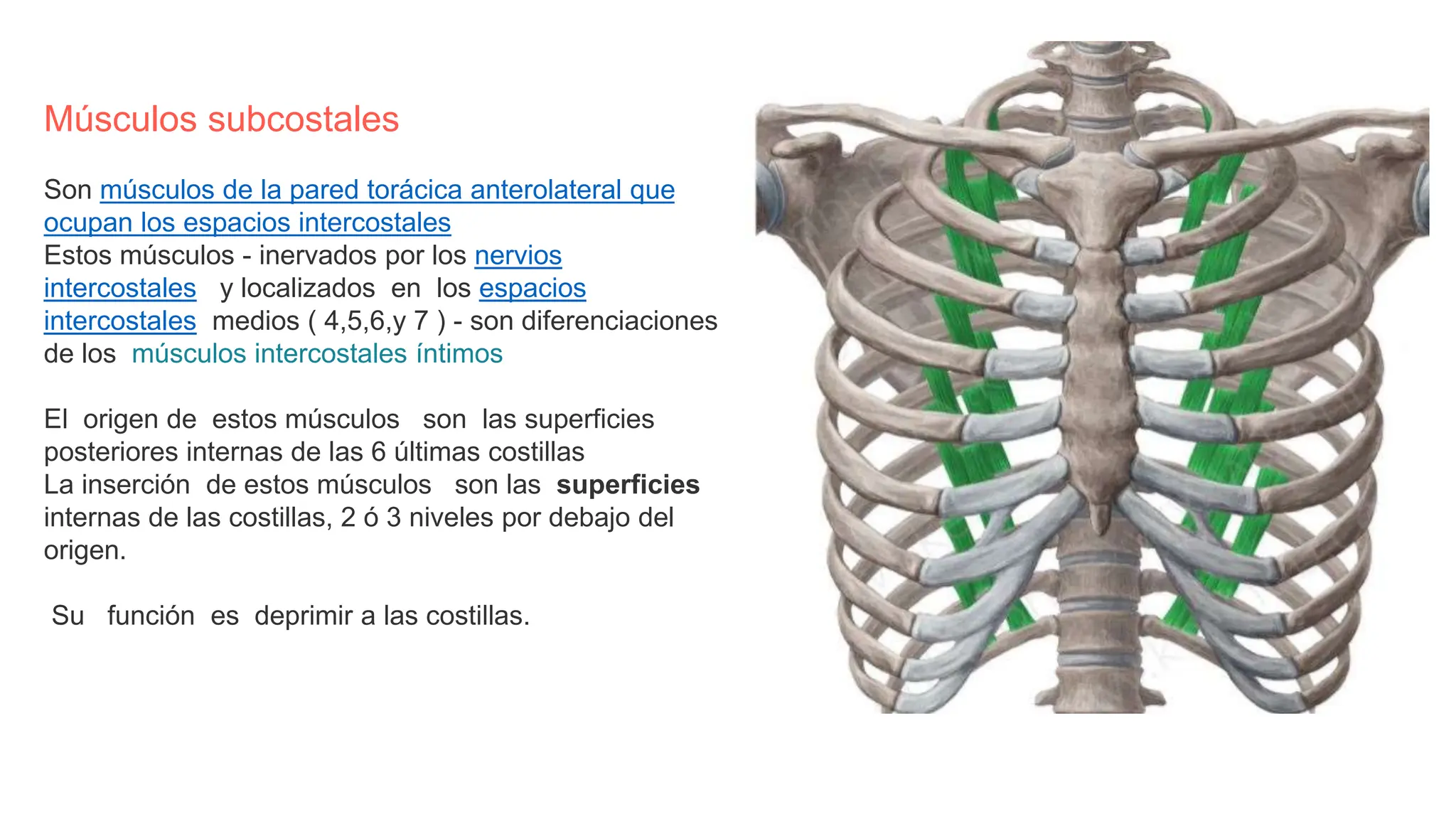 Músculos de la caja torácica.pptx,ciencias de la salud | PPTX