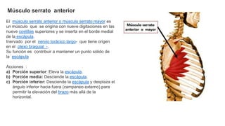 Músculos de la caja torácica.pptx,ciencias de la salud | PPTX