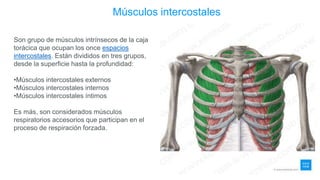 Músculos de la caja torácica.pptx,ciencias de la salud | PPTX