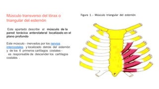 Músculos de la caja torácica.pptx,ciencias de la salud | PPTX