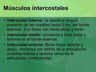 MúSculos De La Caja ToráCica Completo | PPT