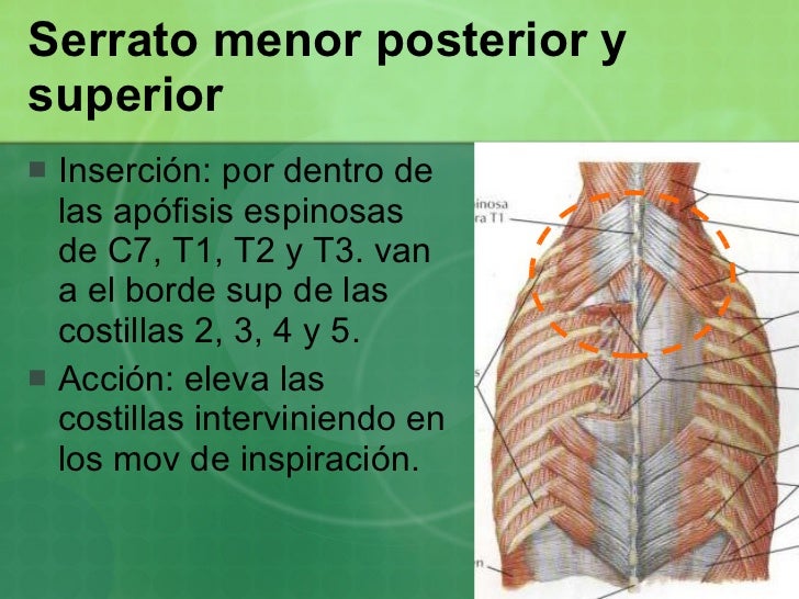 MúSculos De La Caja ToráCica Completo