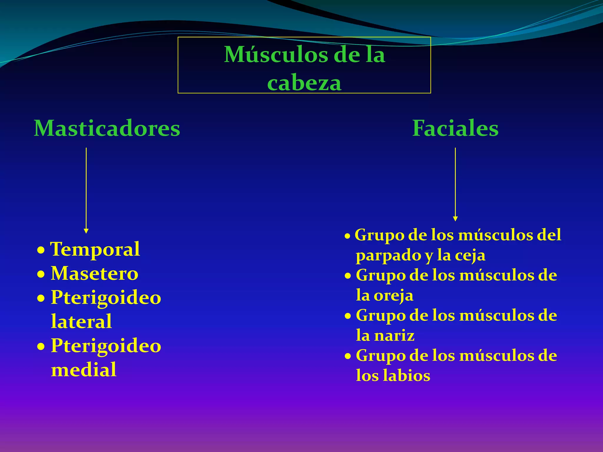 Músculos de la Cara. Morfo III. Ing Biomédica | PPT