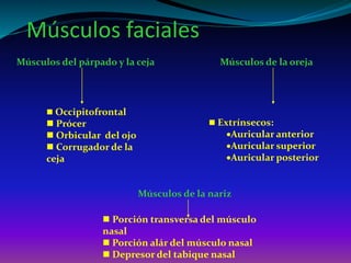 Músculos de la Cara. Morfo III. Ing Biomédica | PPTX