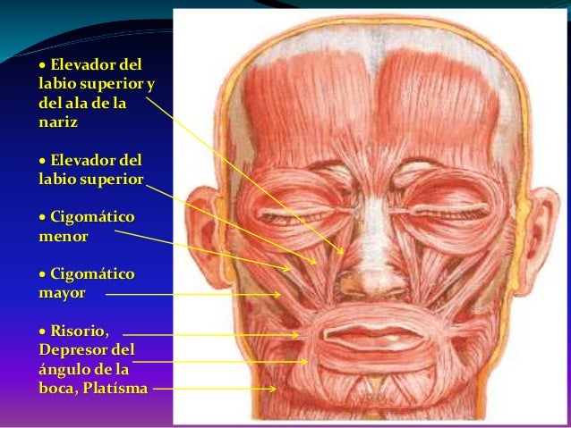 Músculos de la Cara. Morfo III. Ing Biomédica