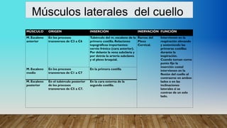 caracterizacion de Músculos_de_la_cara_y_cuello_ | PPTX