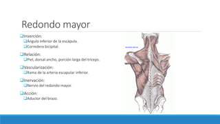 Músculos de la cintura escapular | PDF