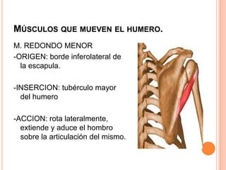 MúSculos De La Cintura Escapular Y Las Extremidades Superiores. | PPTX