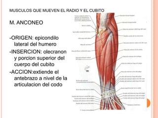 MúSculos De La Cintura Escapular Y Las Extremidades Superiores. | PPTX