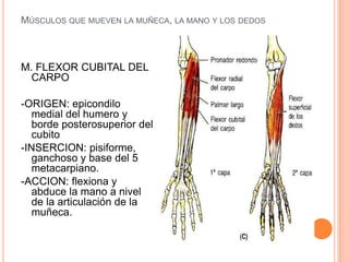 MúSculos De La Cintura Escapular Y Las Extremidades Superiores. | PPTX