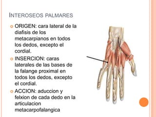 MúSculos De La Cintura Escapular Y Las Extremidades Superiores. | PPTX