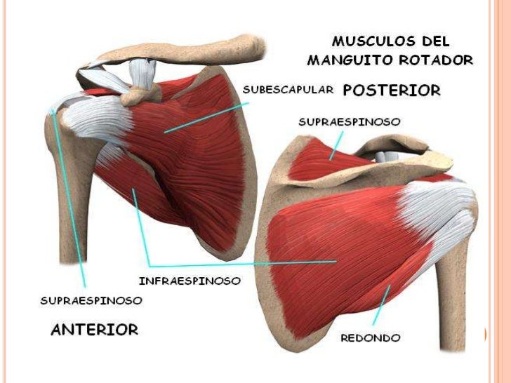 MúSculos De La Cintura Escapular Y Las Extremidades Superiores.
